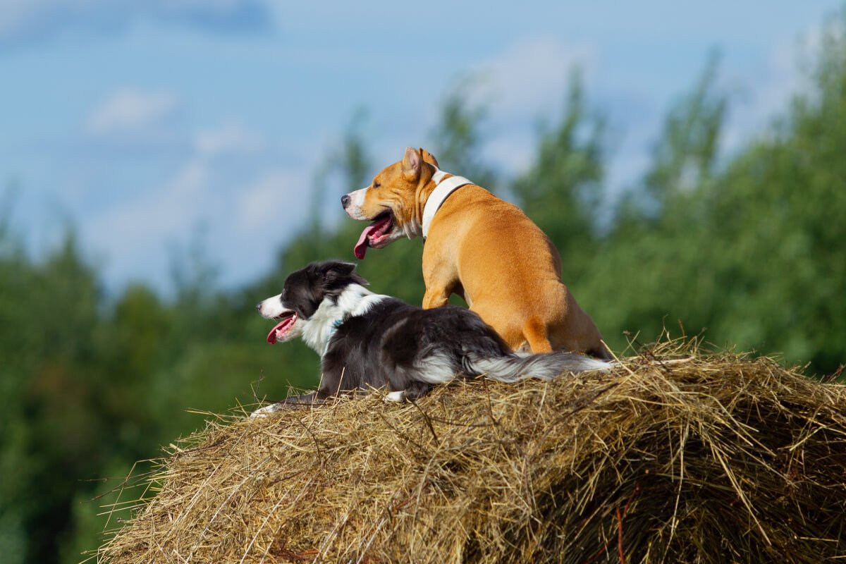 About Us - Happy Fields UK